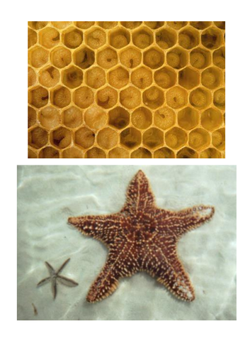 Shapes in Nature | Teaching Resources