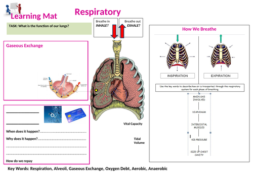 Respiratory system learning mat | Teaching Resources