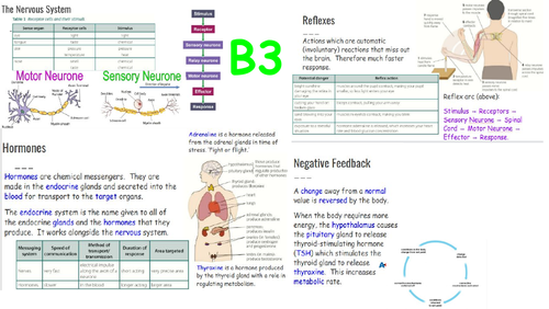 OCR Gateway A Biology B3 Knowledge Organiser | Teaching Resources