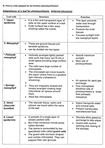 Adaptations of a leaf for photosynthesis | Teaching Resources