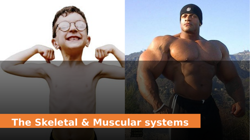 OCR A Level PE Year 1 Skeletal and muscular systems powerpoint ...