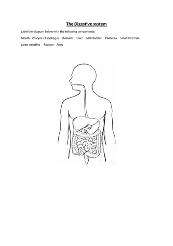 The Digetstive System | Teaching Resources