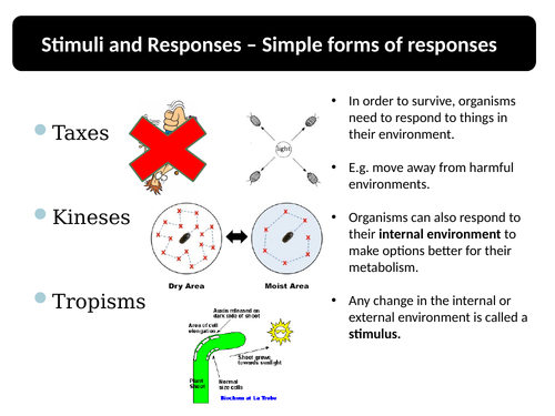 Stimuli And Responses Nervous Coordination Revision A Level Topic 6