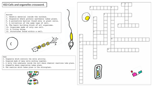 KS3 Cells and Organelles Crossword | Teaching Resources