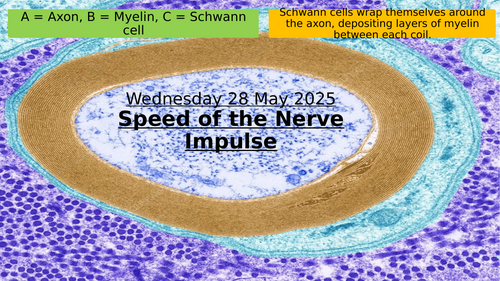 15.4 Speed of a Nerve Impulse | Teaching Resources