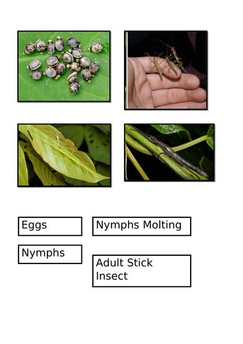 Stick Insect Life Cycle | Teaching Resources Stick Insect Life Cycle | Teaching Resources