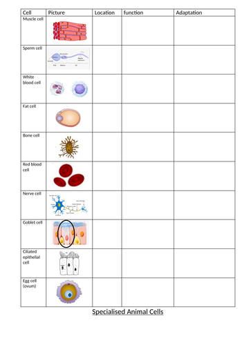 specialised animal cells | Teaching Resources