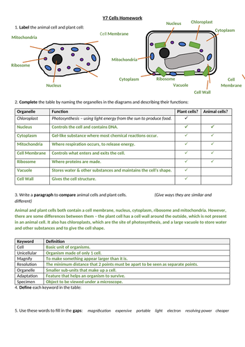 Cells Homework/Revision Worksheet (Specialised Cells, Microscopes ...