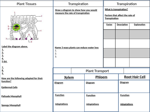 GCSE Plants and Transpiration Revision | Teaching Resources