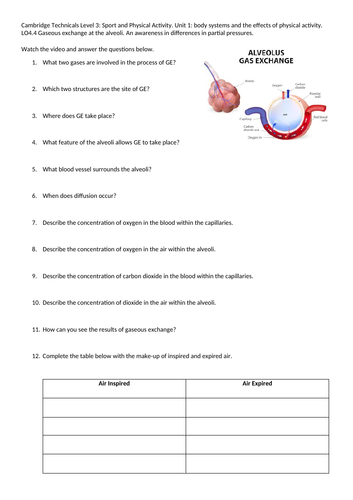 LO4.4 Gaseous exchange at the alveoli and partial pressures worksheet ...