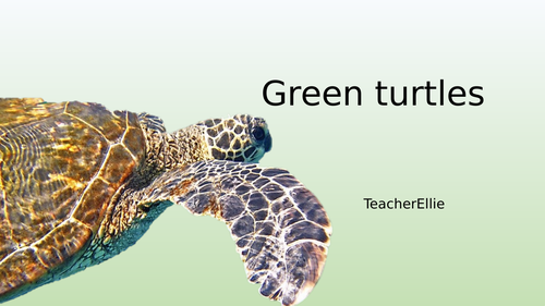 Turtle unit (science and maths) | Teaching Resources