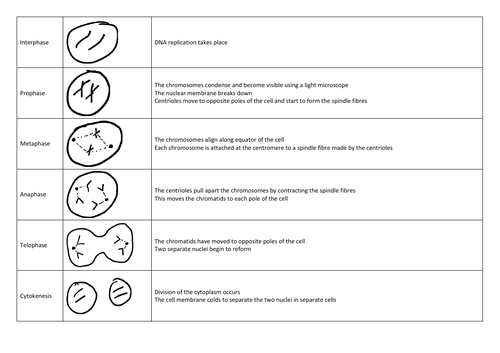 Biology mitosis matching card game | Teaching Resources