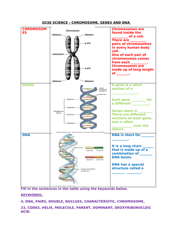 Dna And Genes Worksheet GCSE Biology DNA And Chromosomes Activity