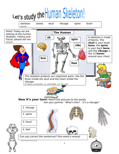 Living Things! The Human Skeleton | Teaching Resources