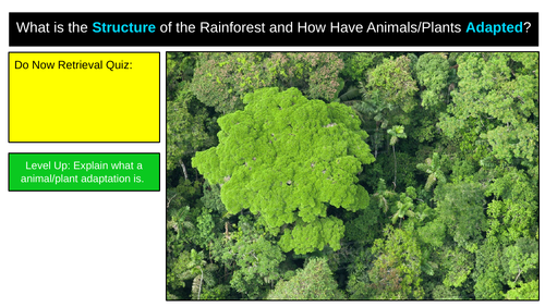 Rainforest Structure | Teaching Resources
