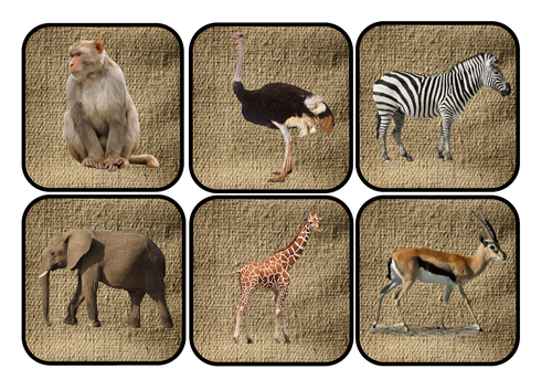 Handa's surprise animal hunt | Teaching Resources