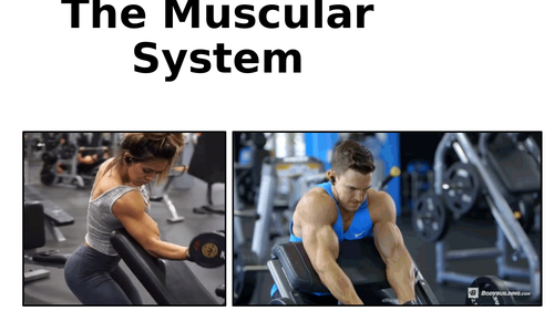 Edexcel GCSE PE Muscular System Lesson | Teaching Resources