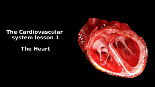 Edexcel GCSE PE Cardiovascular System Lesson | Teaching Resources