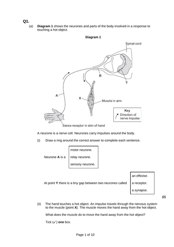 Reflexes and Reaction Time | Teaching Resources