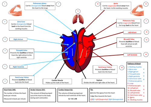 Gcse Pe The Cardiovascular System Teaching Resources - vrogue.co Gcse Pe The Cardiovascular System Teaching Resources - vrogue.co