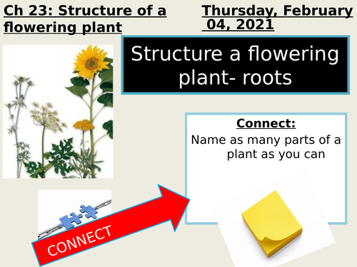 Structure of flowering plants- roots | Teaching Resources