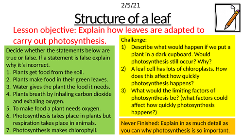 Structure of a leaf | Teaching Resources
