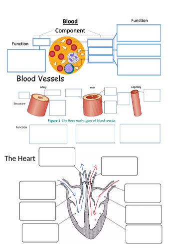AQA GCSE Blood and Blood Vessels | Teaching Resources
