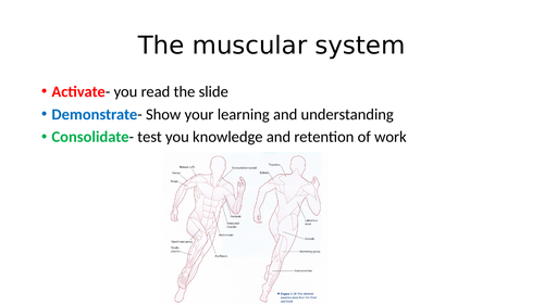 AQA GCSE PE revision. The muscular system. | Teaching Resources