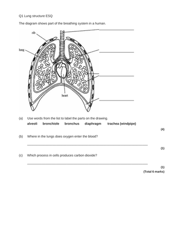 Gas exchange revision - KS3 4/16 | Teaching Resources