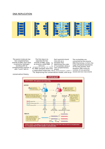 DNA Replication | Teaching Resources