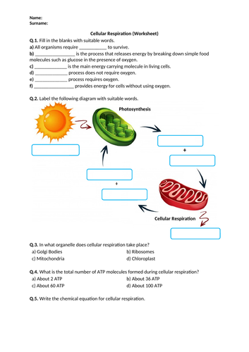 Cellular Respiration - Worksheet | Distance Learning | Teaching Resources