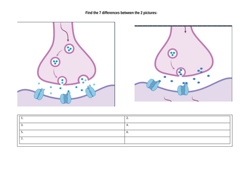 Synaptic Transmission - spo the difference | Teaching Resources