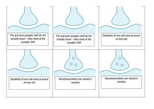 Synaptic Transmission Pelmanism (Pairs) | Teaching Resources