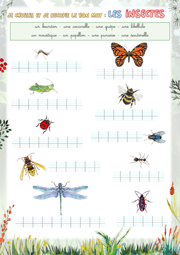 Handwriting (French) - Choose the right word: insects | Teaching Resources