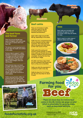 Farming food for you - beef cattle | Teaching Resources