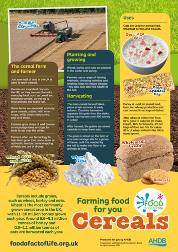 Farming food for you - cereals | Teaching Resources