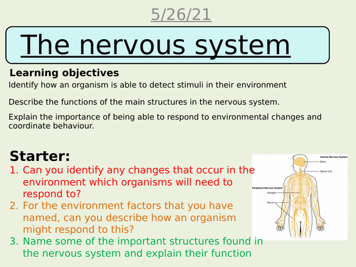 The nervous system AQA science trilogy Biology GCSE | Teaching Resources