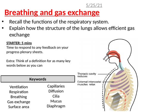 Breathing and gas exchange AQA combined science trilogy GCSE Biology | Teaching Resources