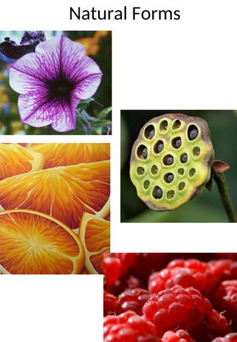 GCSE Natural Forms Project | Teaching Resources