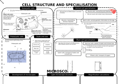 Cell Biology Knowledge Organiser and Activity Organiser | Teaching ...