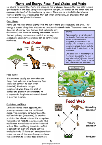 Food Chains and Webs | Teaching Resources