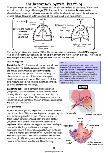 The Respiratory System: Breathing | Teaching Resources