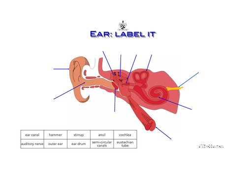 Ear: label it | Teaching Resources