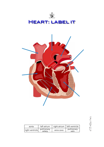 Heart: label it | Teaching Resources