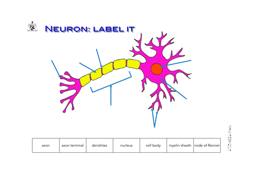 Neuron: label it | Teaching Resources