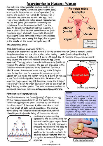 Reproduction: Women | Teaching Resources