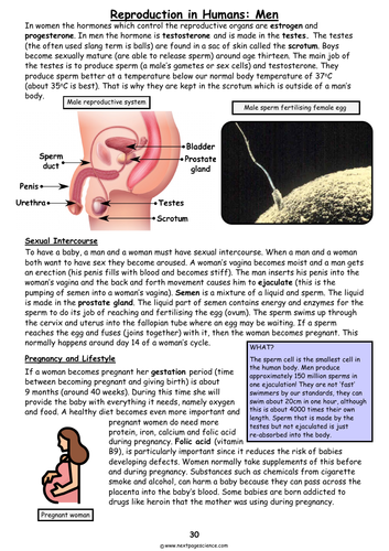 Reproduction: Men | Teaching Resources