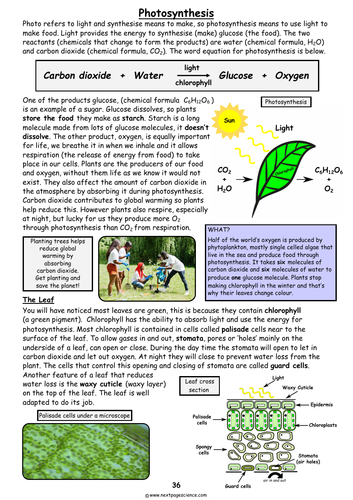 Photosynthesis | Teaching Resources