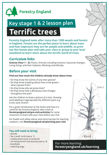 Terrific trees lesson plan KS1 and KS2 | Teaching Resources