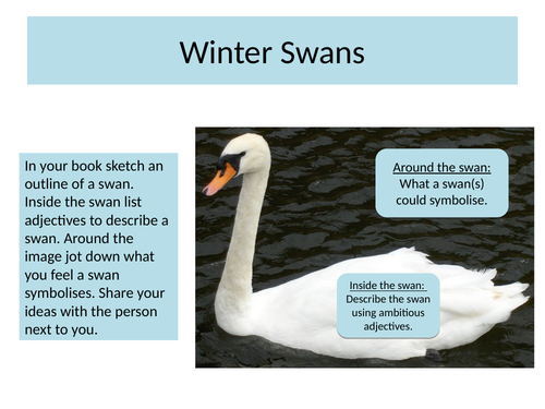 Winter Swans Full Lesson | Teaching Resources